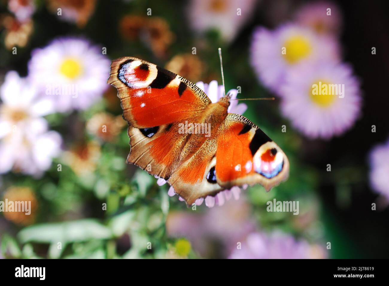 Mutation butterfly hi-res stock photography and images - Alamy