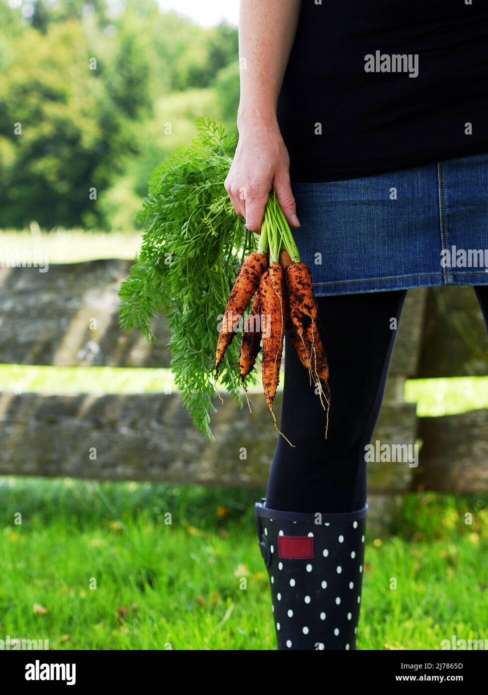 Woman watering raised bed lettuce hi-res stock photography and images ...