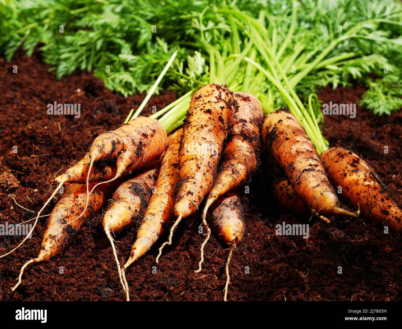 dirty carrots lying on growing media in raised bed Stock Photo - Alamy