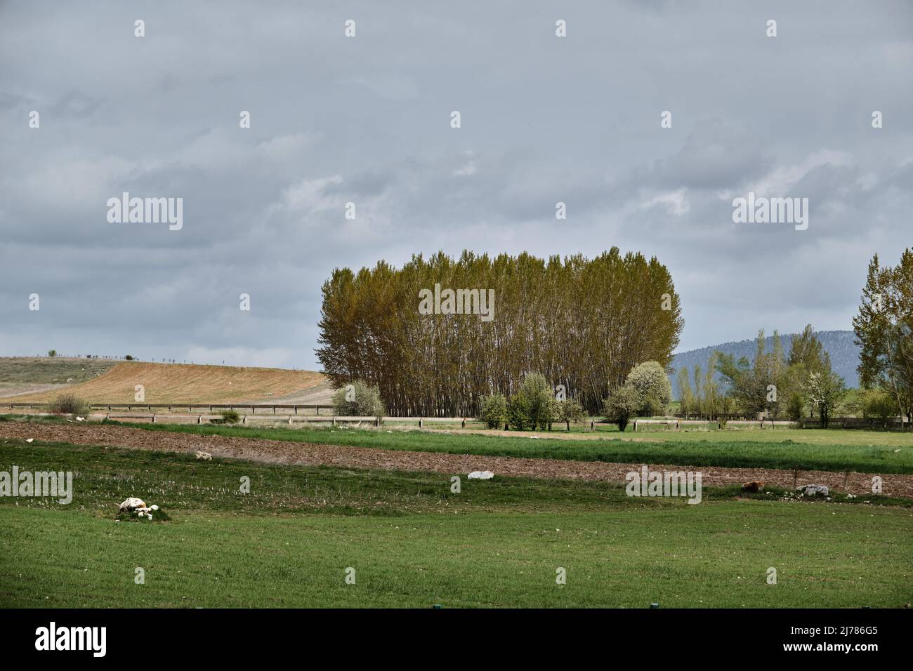 Small group of poplar trees, small forest of tree poplar Stock Photo ...