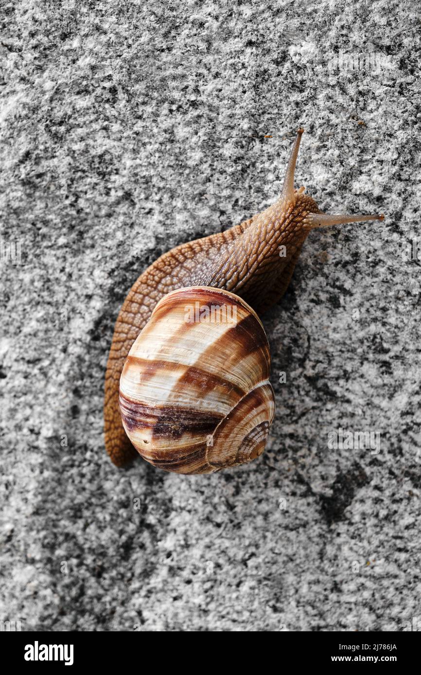 Huge leech and snail walking on wall and it's snot on concrete ground ...