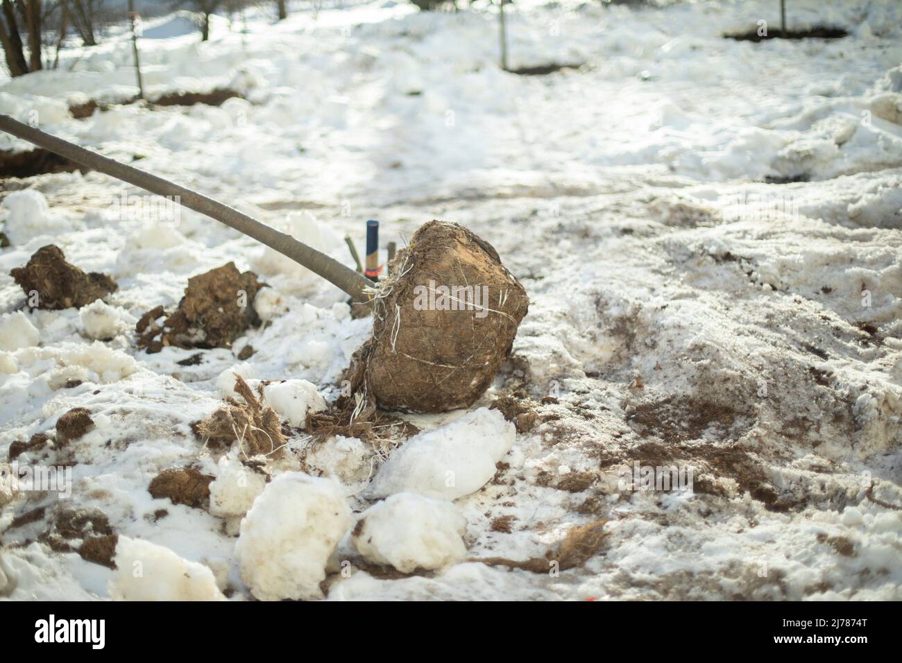 Planting tree in ground in winter. Plant on street. Garden plant ...