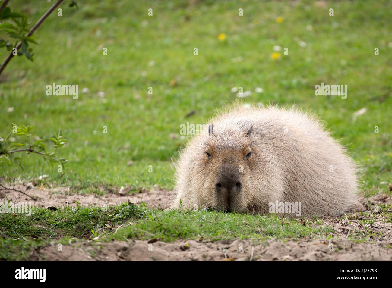 Capybara is resting in a clearing in the wild Stock Photo - Alamy