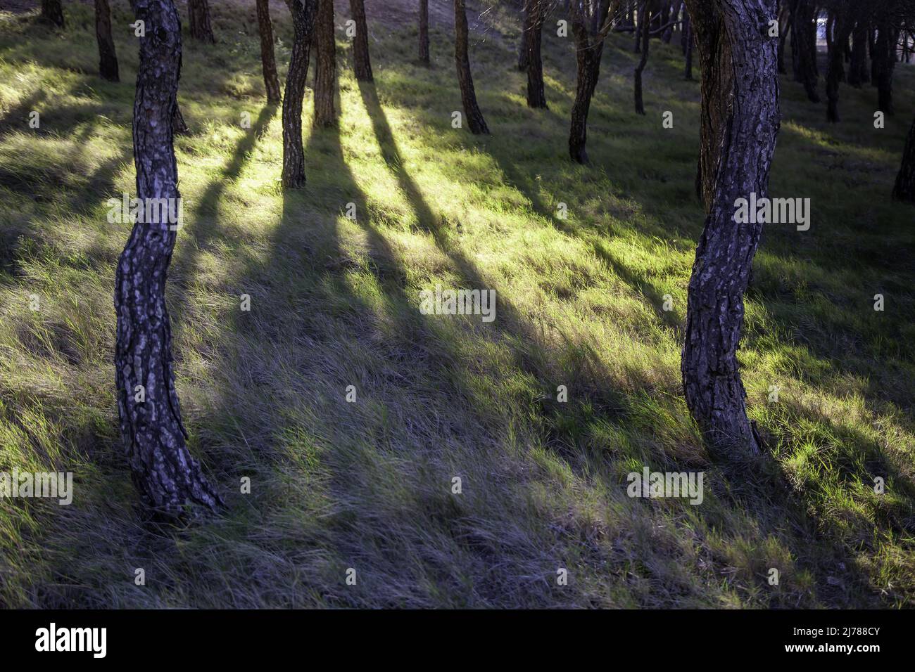 Millennial tree detail in a spooky forest in nature Stock Photo - Alamy