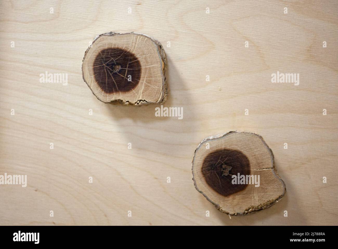 Wood texture. Beautiful pattern in wood. Natural background from a ...