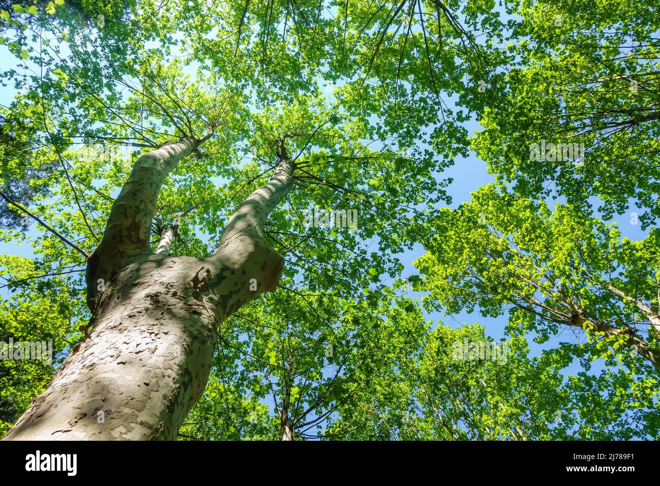 Large tree with huge branches full of green leaves above the blue sky ...
