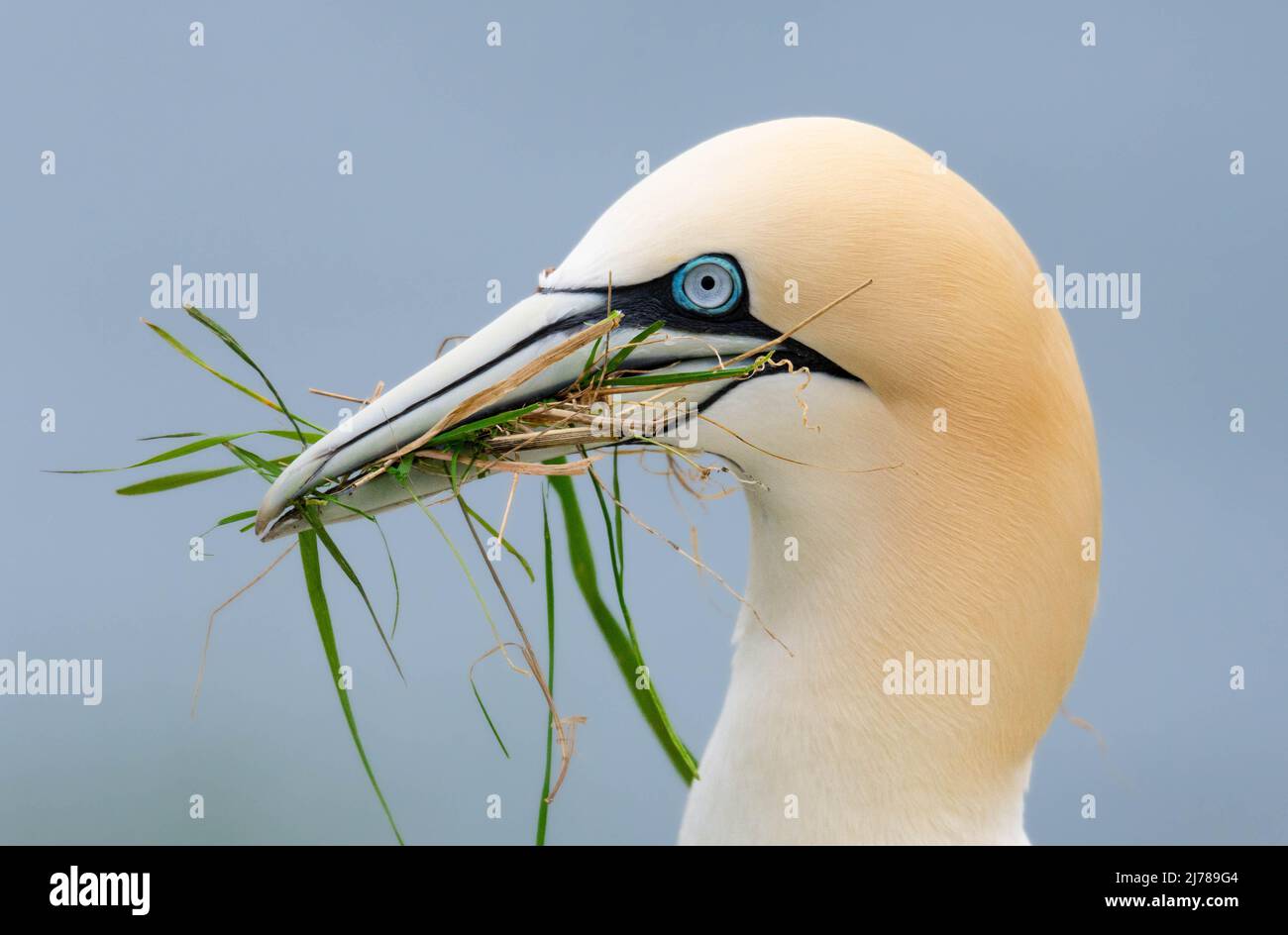 Large sea birds hi-res stock photography and images - Alamy