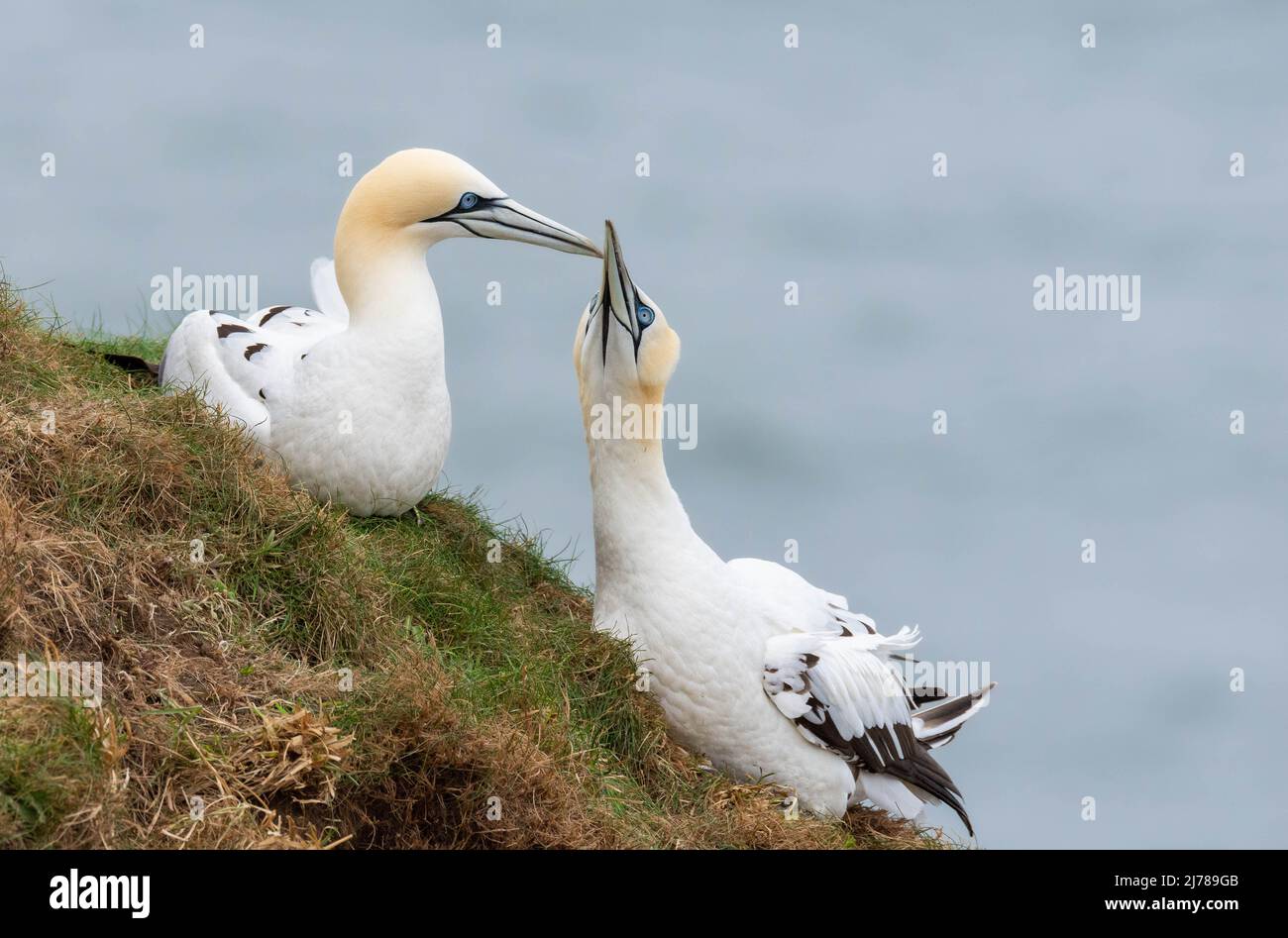 Gannet fishing hi-res stock photography and images - Alamy