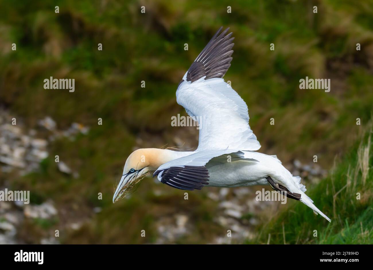 Large sea birds hi-res stock photography and images - Alamy