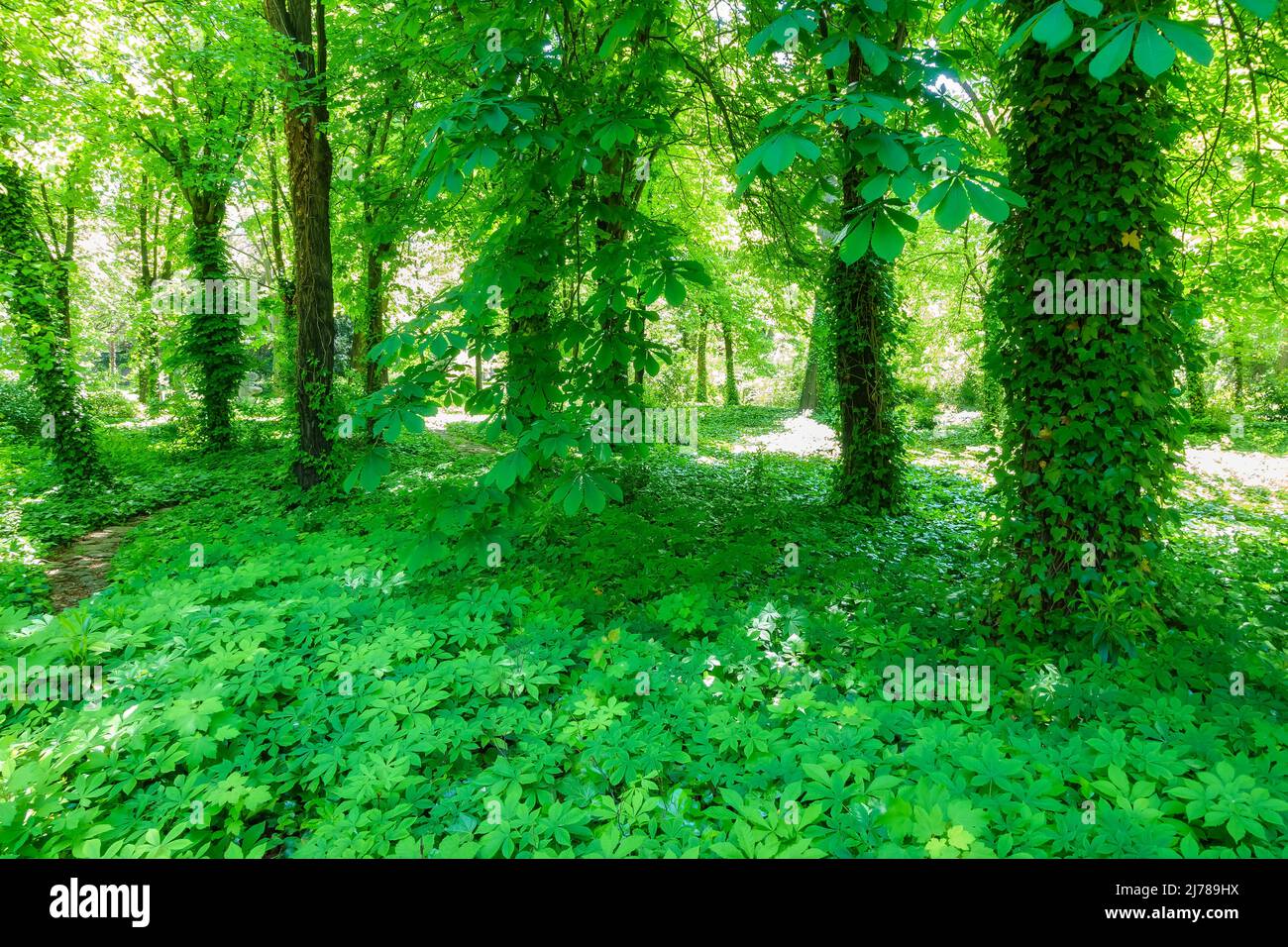 Exuberant vegetation of climbing plants and ivy in green tones Stock ...