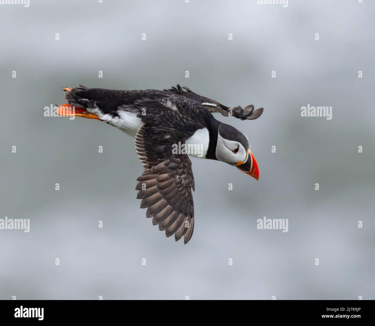 Puffin flying of a clifftop hi-res stock photography and images - Alamy