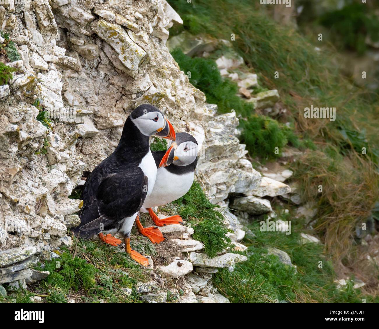 Puffins on a cliffside hi-res stock photography and images - Alamy