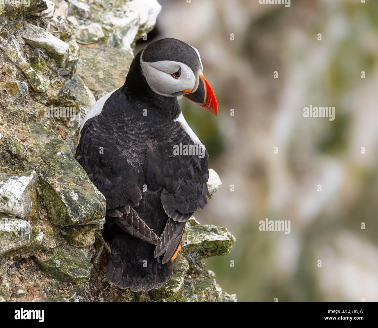 Puffins on a clifftop hi-res stock photography and images - Alamy