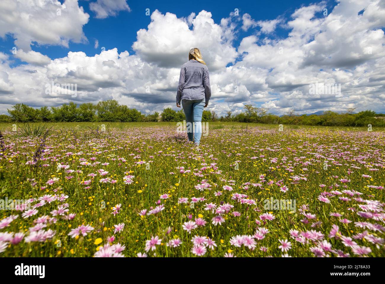Girl is walking in a grassland with a pink red hawksbeard in bloom ...