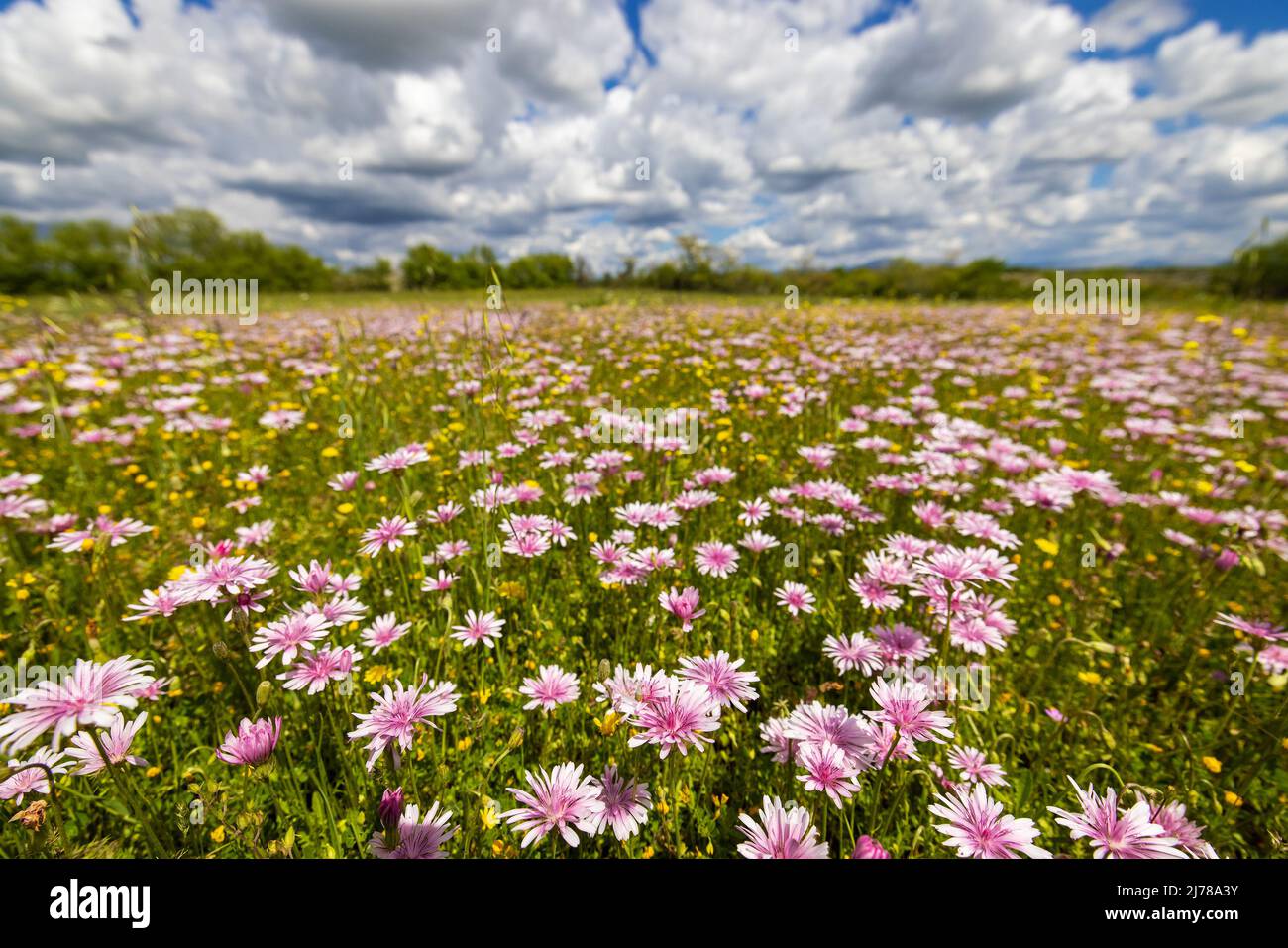 Krka national park flower hi-res stock photography and images - Alamy
