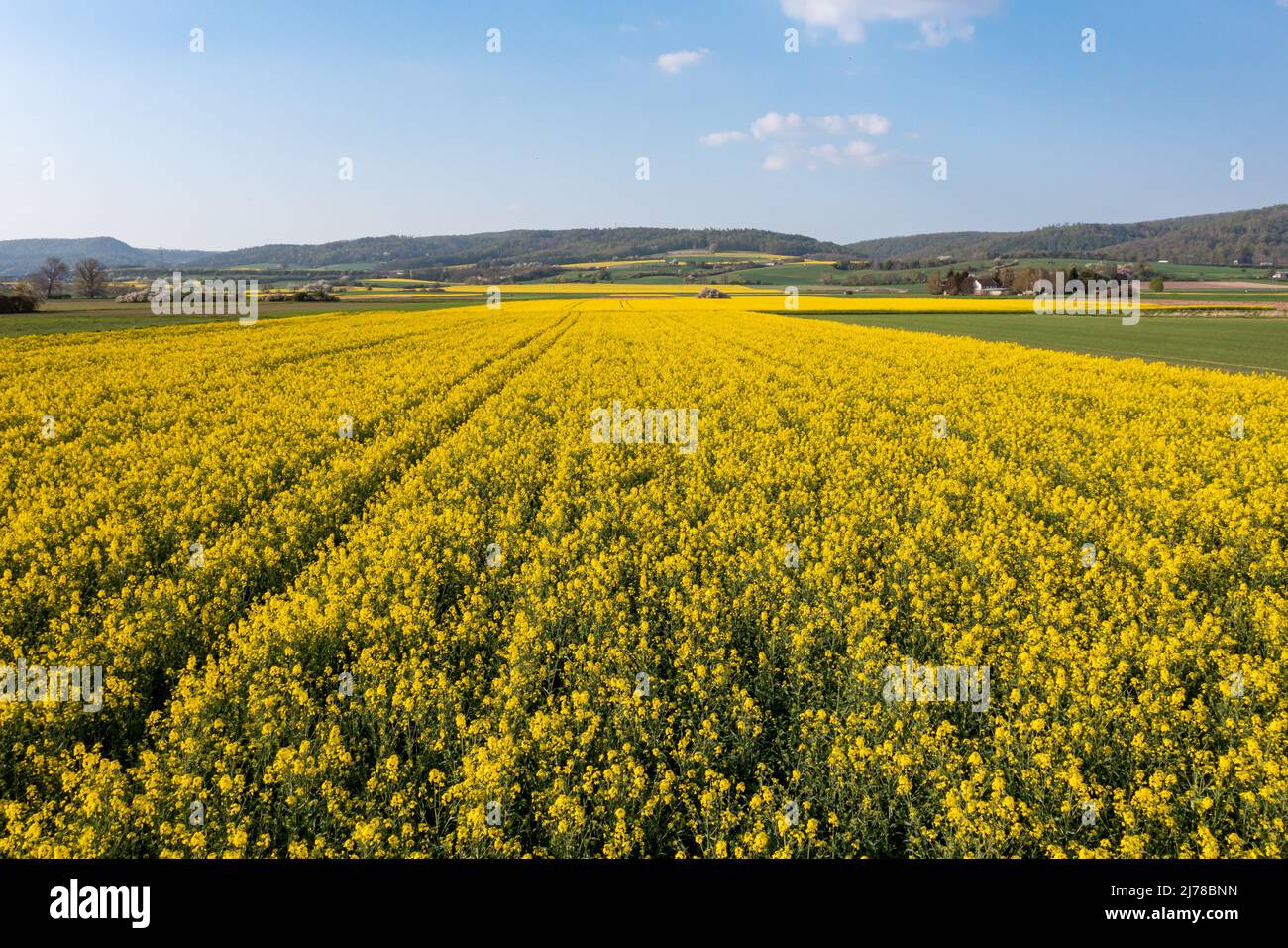 canola field in the country Stock Photo - Alamy