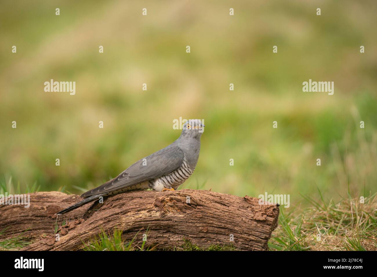 Common Cuckoo, Cuculus canorus, male on breeding grounds, spring in ...
