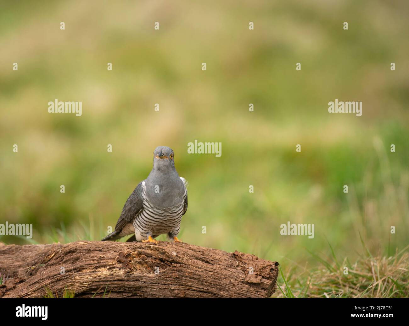Common Cuckoo, Cuculus canorus, male on breeding grounds, spring in ...