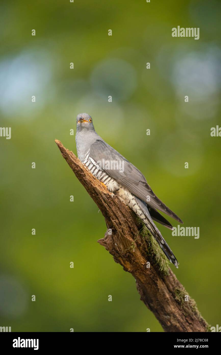 Common Cuckoo, Cuculus canorus, male on breeding grounds, spring in ...