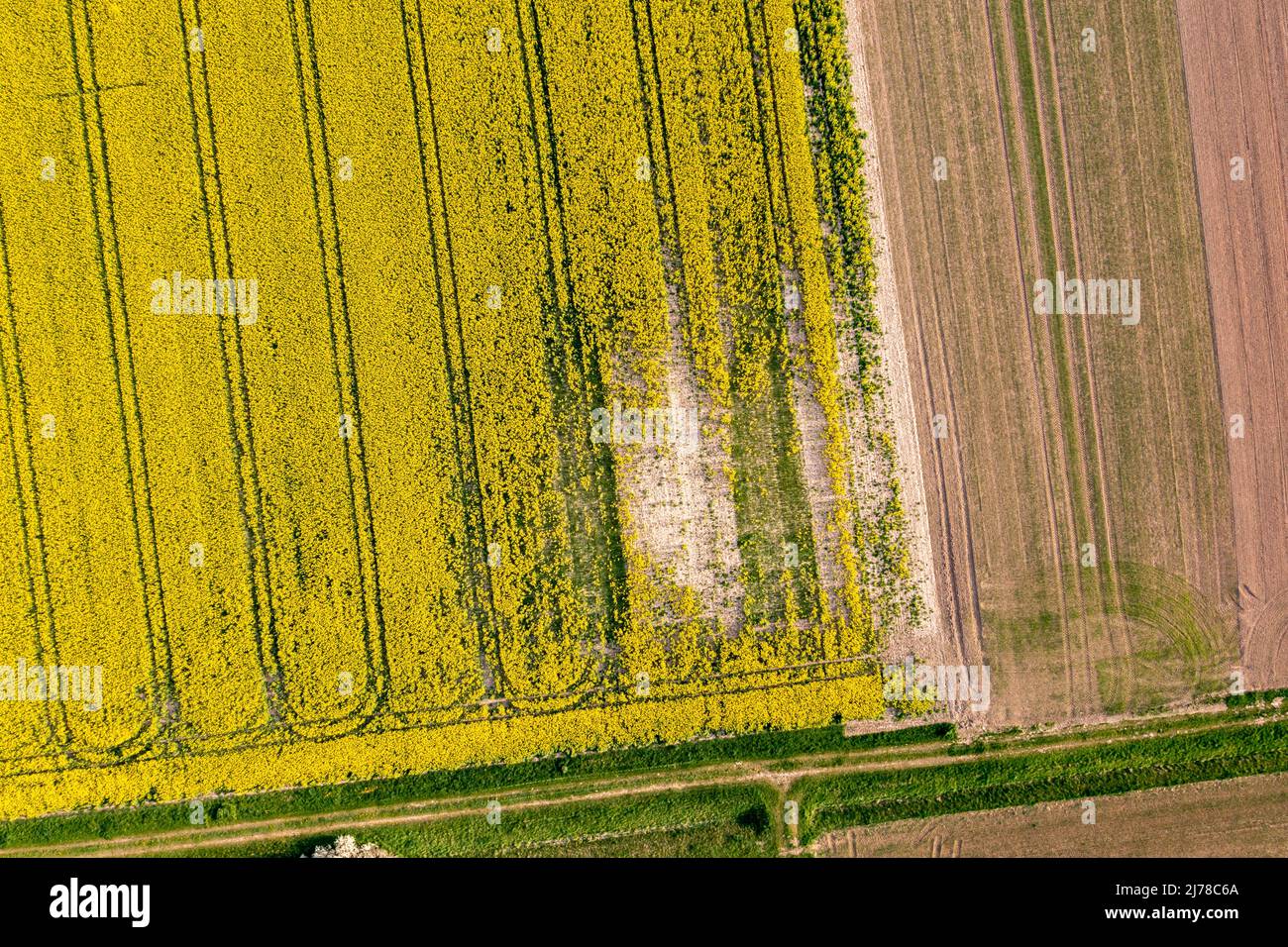 canola field in the country Stock Photo - Alamy