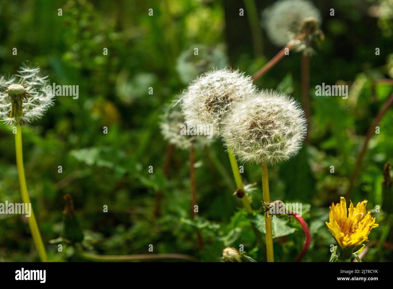 Dandelions in seed hi-res stock photography and images - Alamy