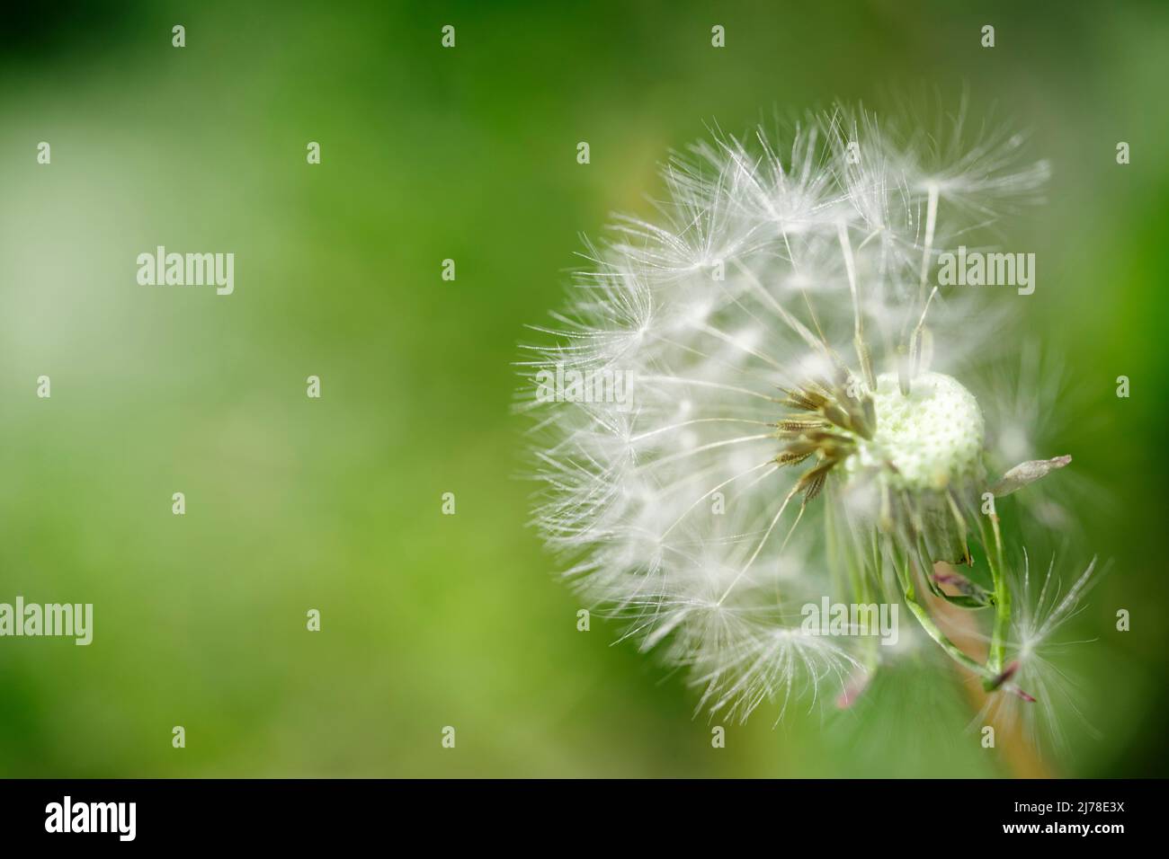 Scattering their seeds hi-res stock photography and images - Alamy