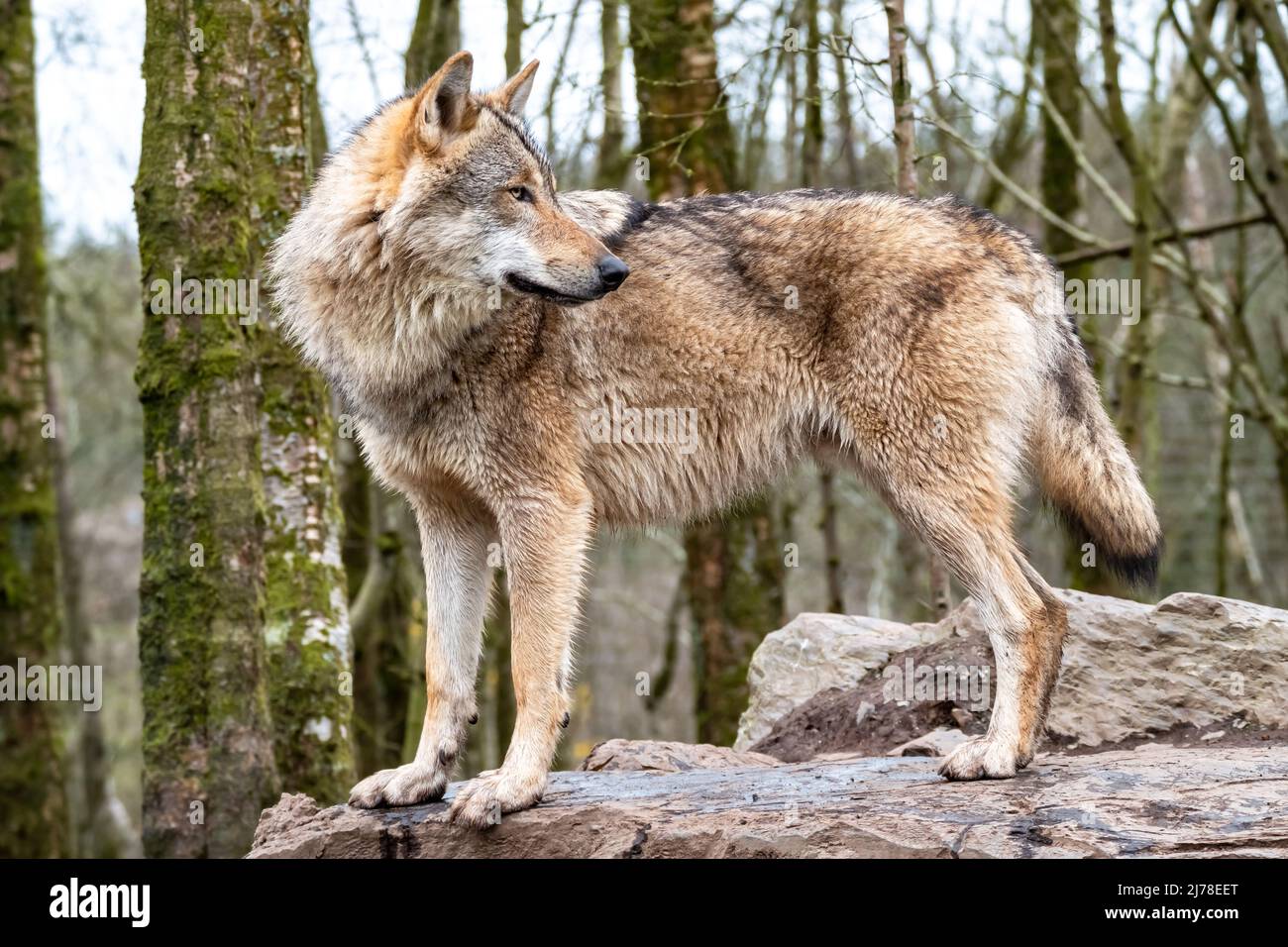 Wolve pack hi-res stock photography and images - Alamy