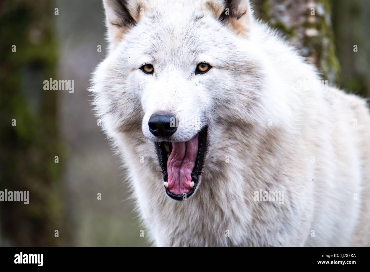 White wolve pack hi-res stock photography and images - Alamy