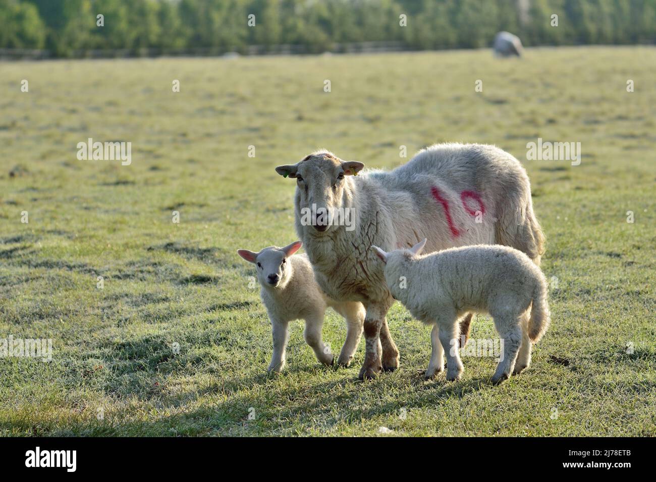 Mother ewe and lambs looking at the camera Stock Photo - Alamy