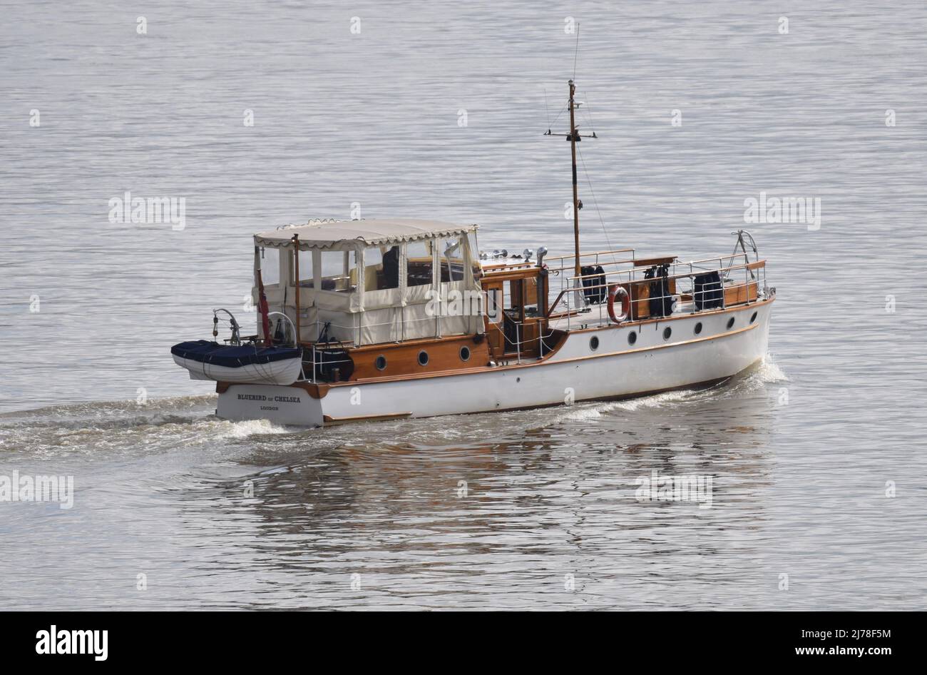 Bluebird chelsea hi-res stock photography and images - Alamy