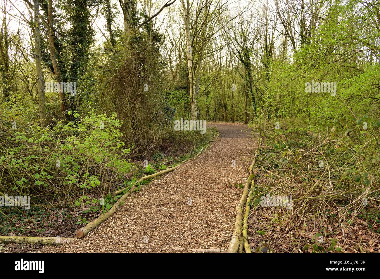 A cultivated footpath through the forest for ramblers and nature lovers ...