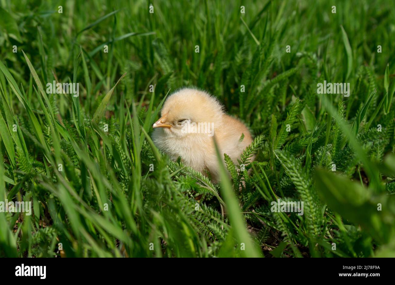 Little yellow newborn chick sleeps in green grass. Spring mood ...