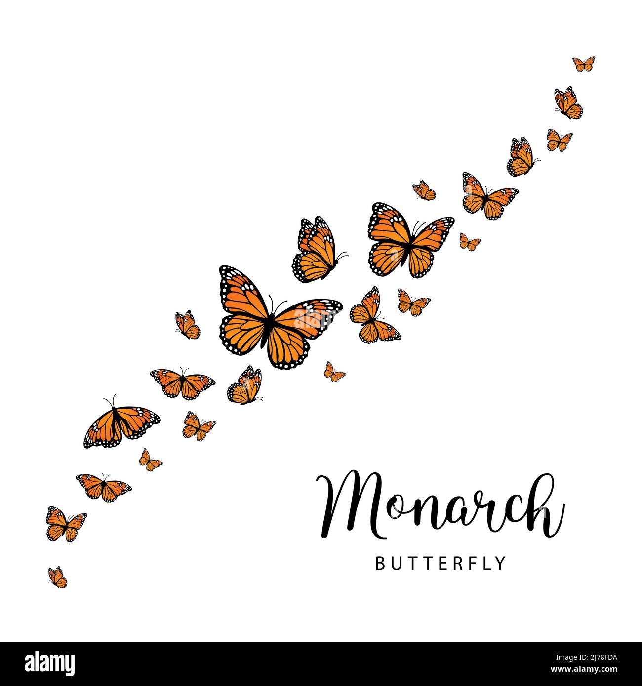 Fiying Monarch butterflies. Vector illustration isolated on white ...