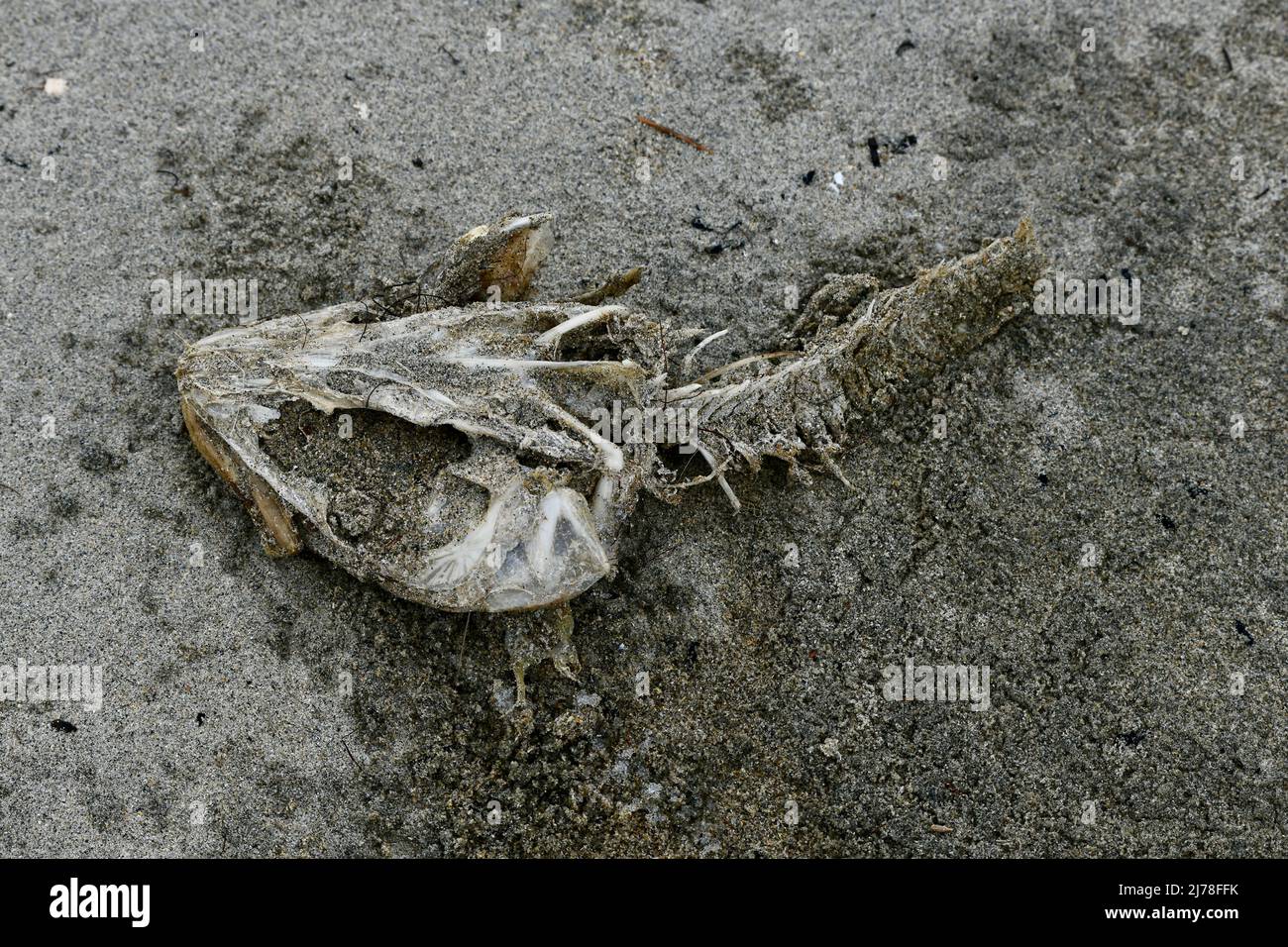 fishbones in the sand - angeschwemmtes Fischskelett im Sand Stock Photo ...