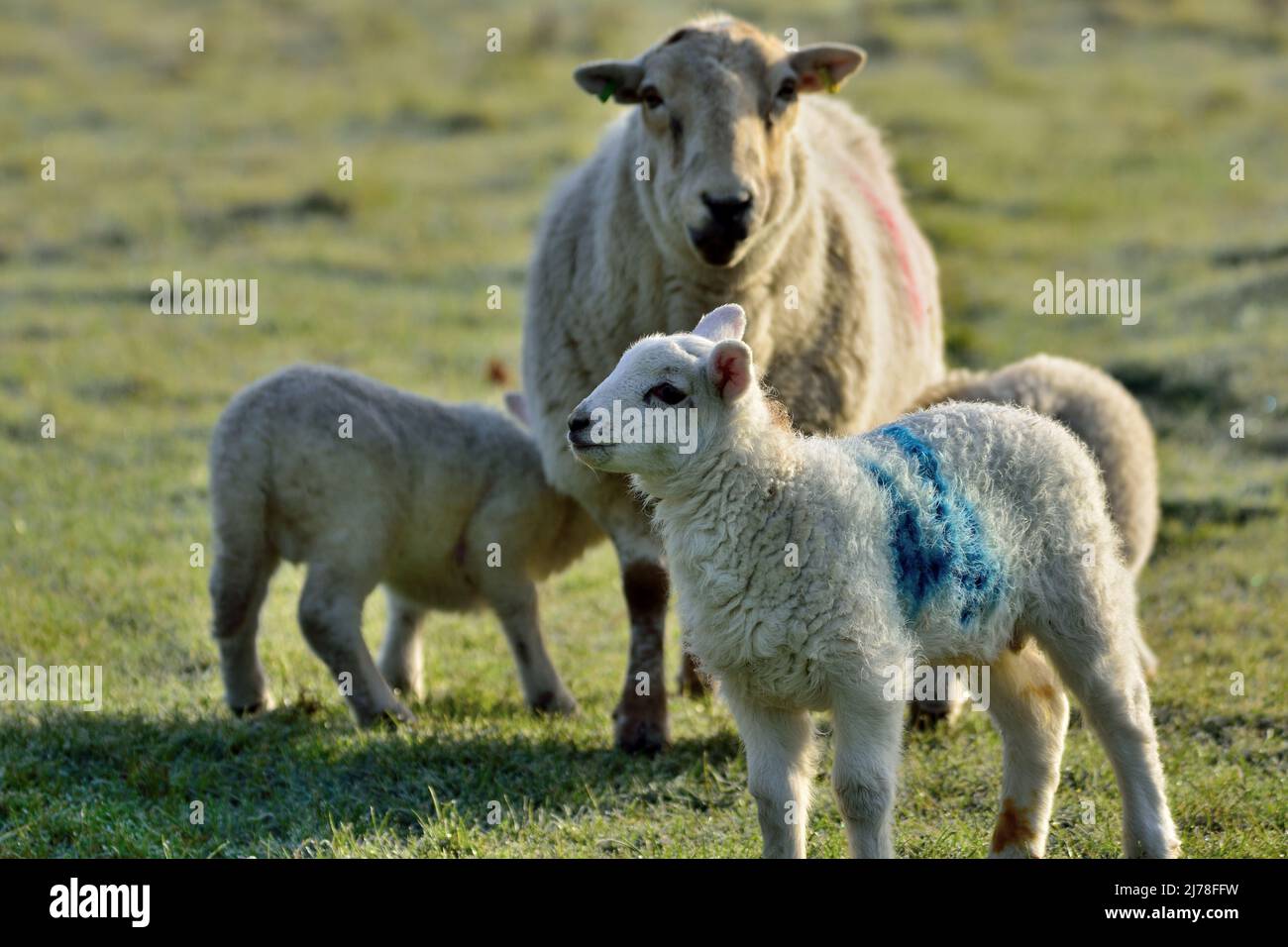 Tending to sheep hi-res stock photography and images - Alamy