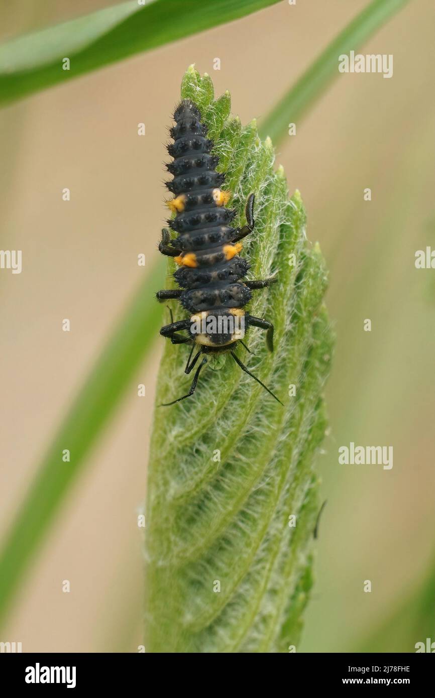 Ladybird nymph hi-res stock photography and images - Alamy