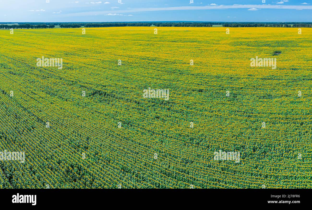 Panoramic view of sunflower field. Top view of sunflower heads. Picture ...