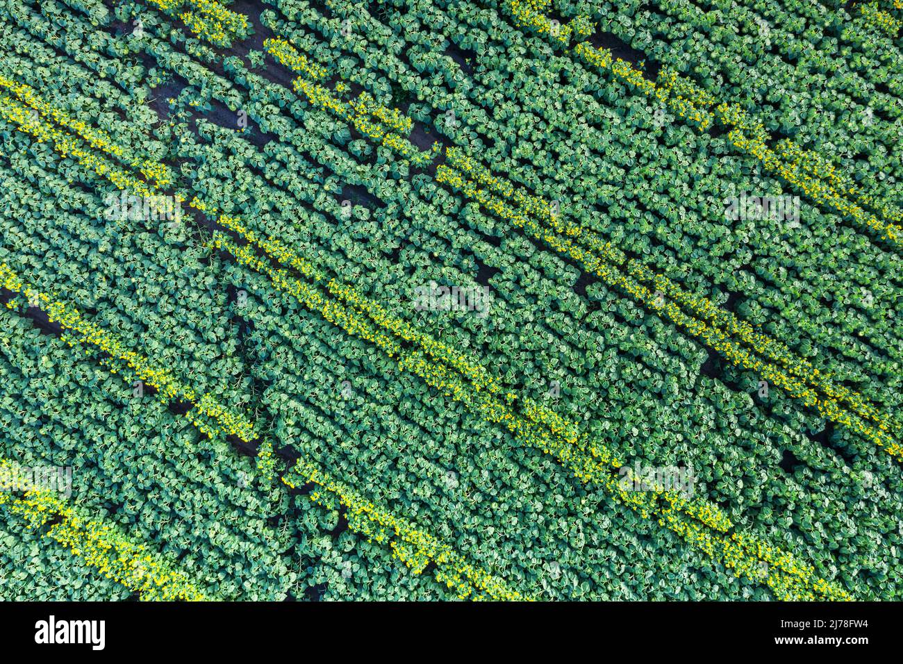 Panoramic view of sunflower field. Top view of sunflower heads. Picture ...