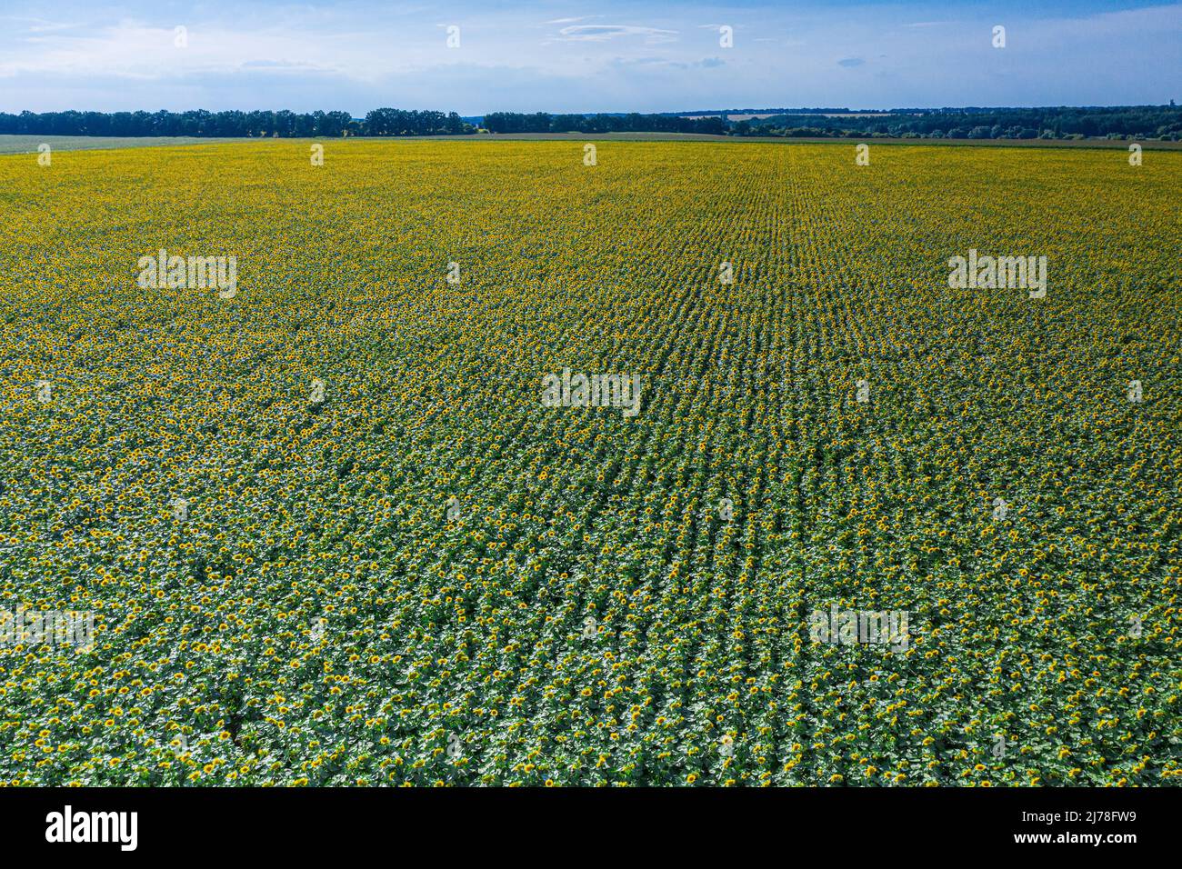 Panoramic view of sunflower field. Top view of sunflower heads. Picture ...