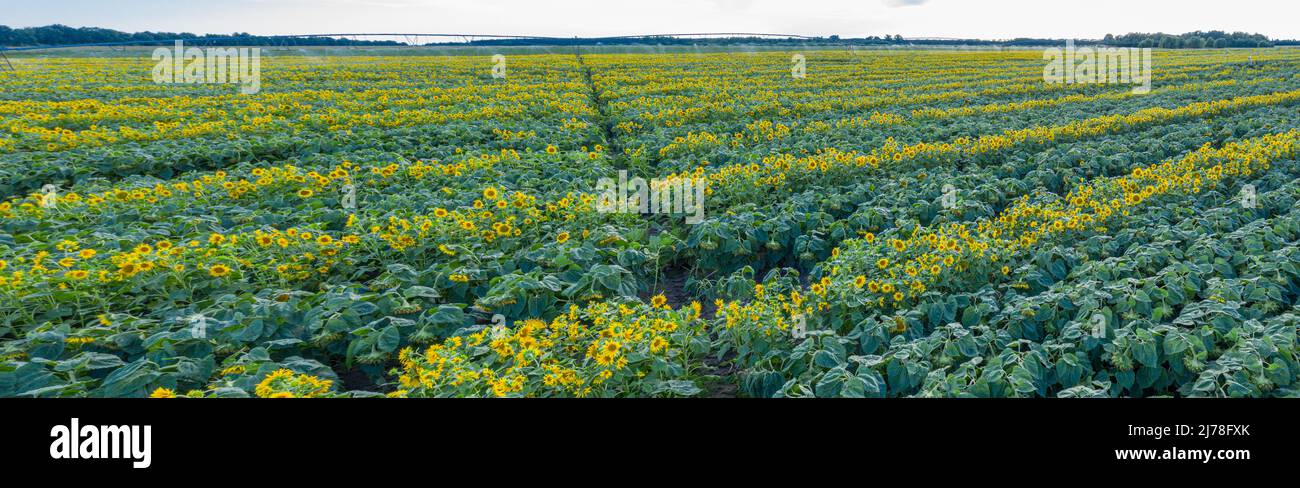 Panoramic view of sunflower field. Top view of sunflower heads. Picture ...