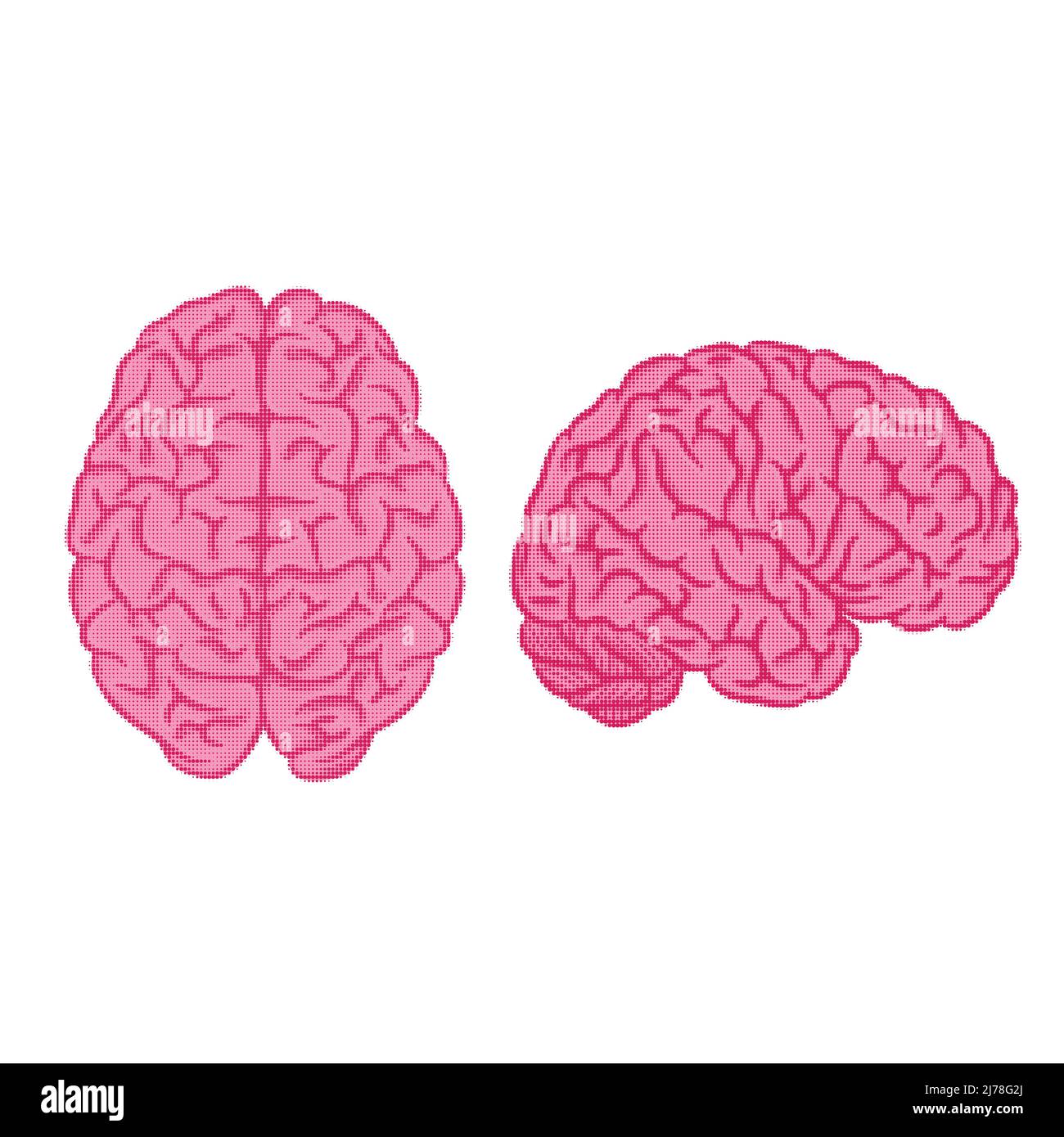 Pink brain silhouettes set white background Stock Vector Image & Art ...