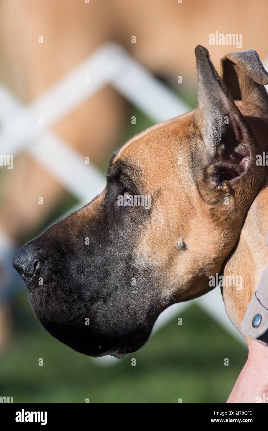Profile great dane animals hi-res stock photography and images - Alamy
