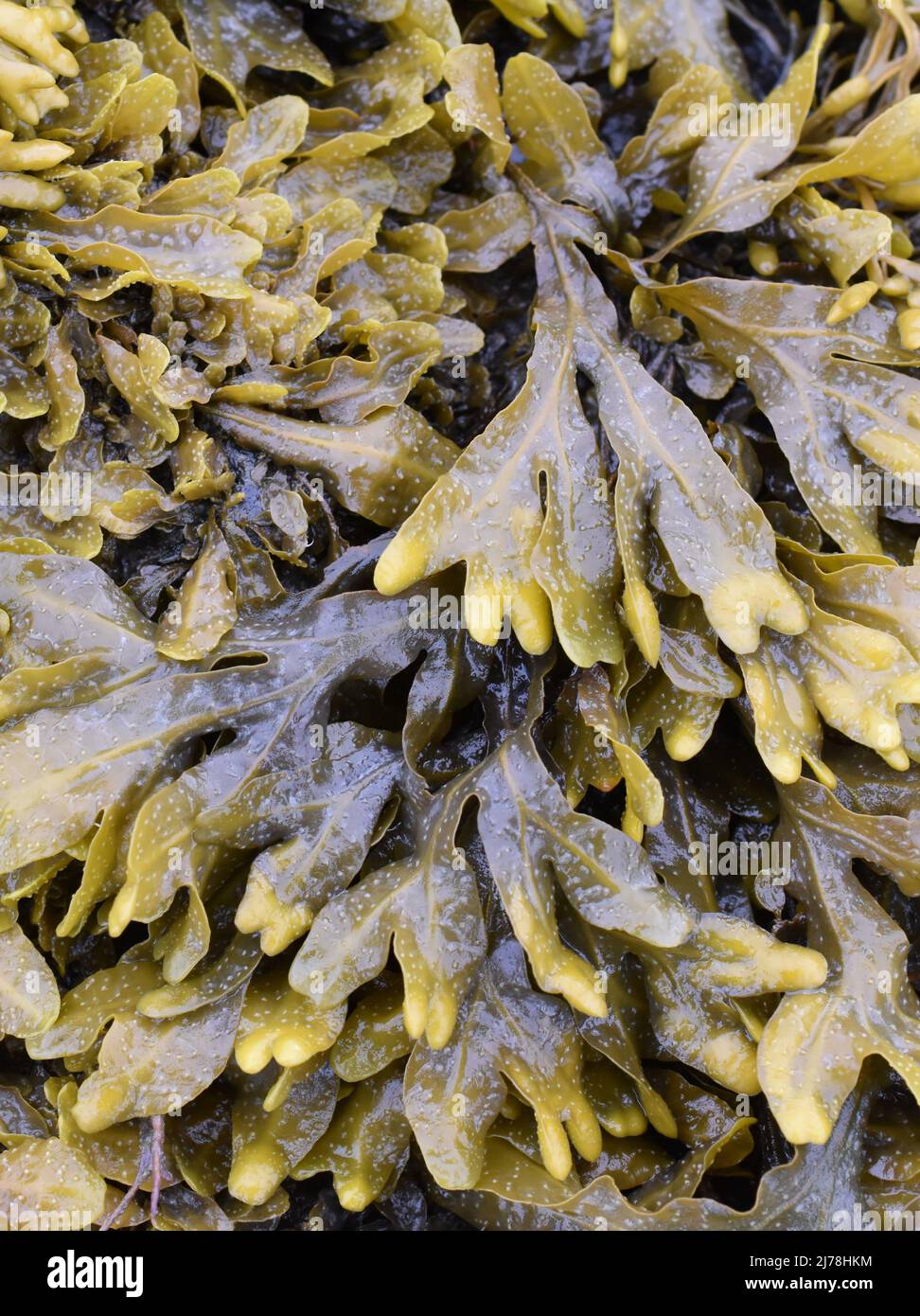 With brown algae hi-res stock photography and images - Alamy