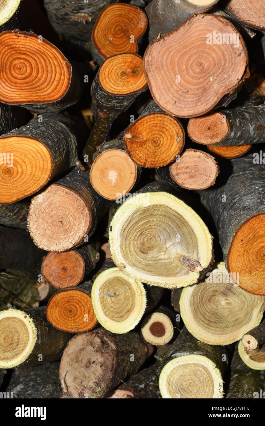 Different colors of wood hi-res stock photography and images - Alamy