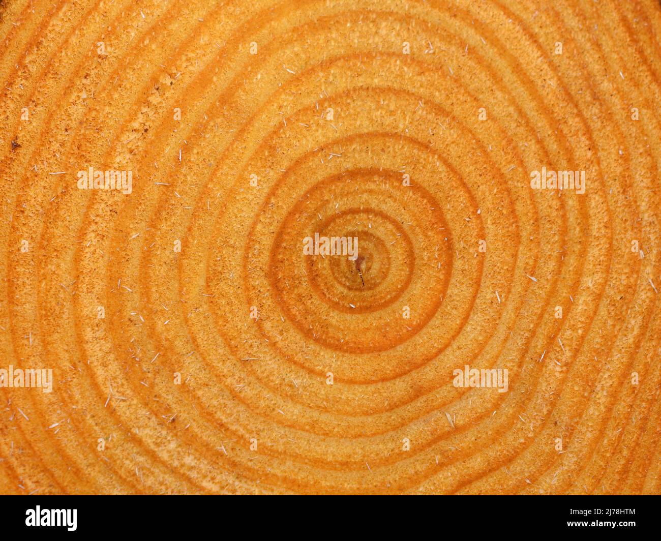 Closeup on orange colored annual rings on cut log from alnus tree Stock ...