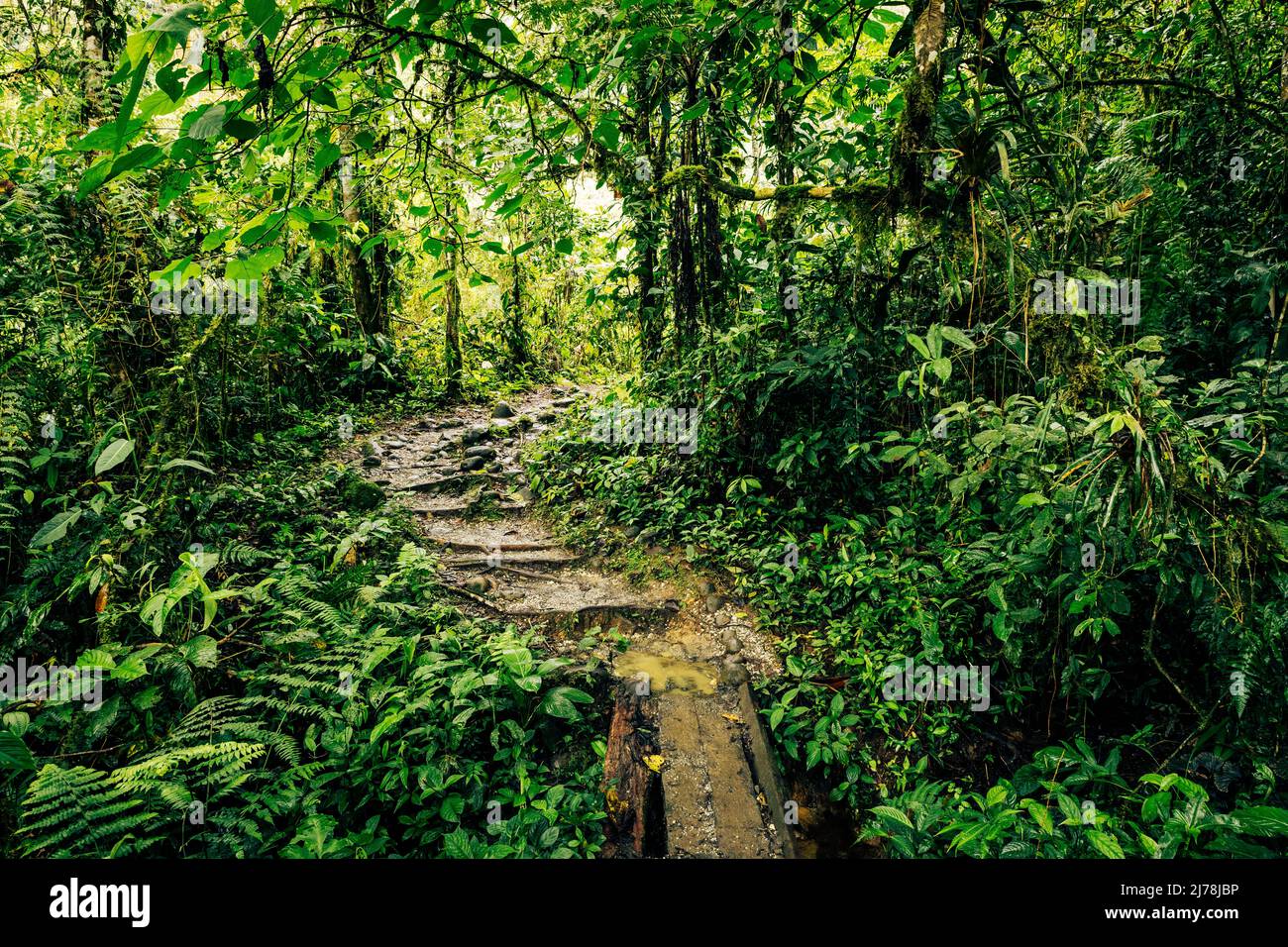 Tropical fern amazon rainforest brazil hi-res stock photography and ...