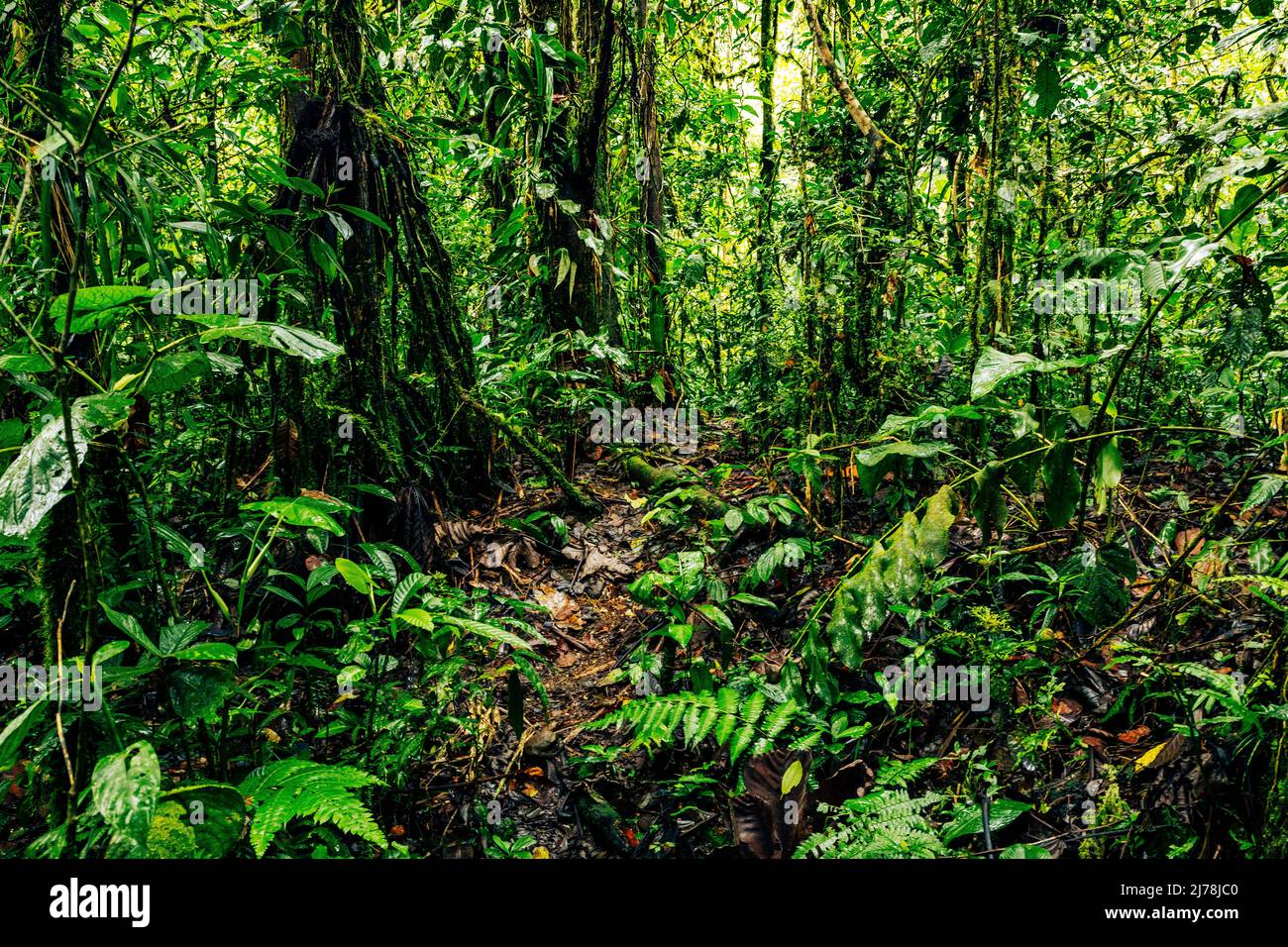 Ecuador Tropical Rainforest. Hiking trail in Amazon Cloud Forest ...