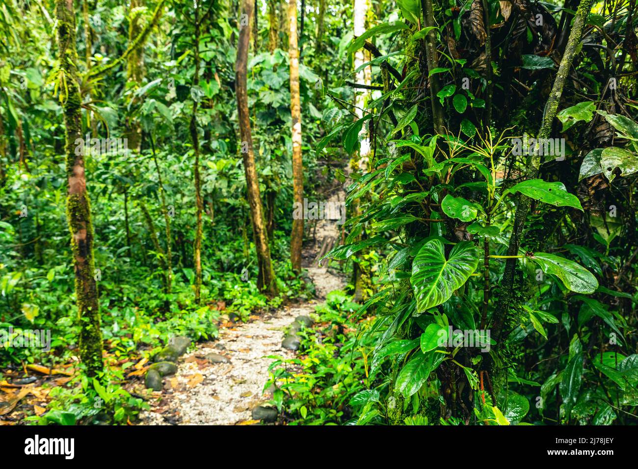 Ecuador Tropical Rainforest. Hiking trail in Amazon Cloud Forest ...
