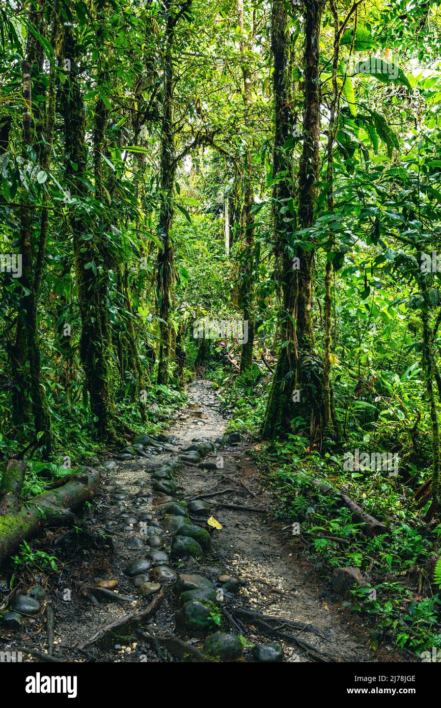 Ecuador Tropical Rainforest. Hiking trail in Amazon Cloud Forest ...