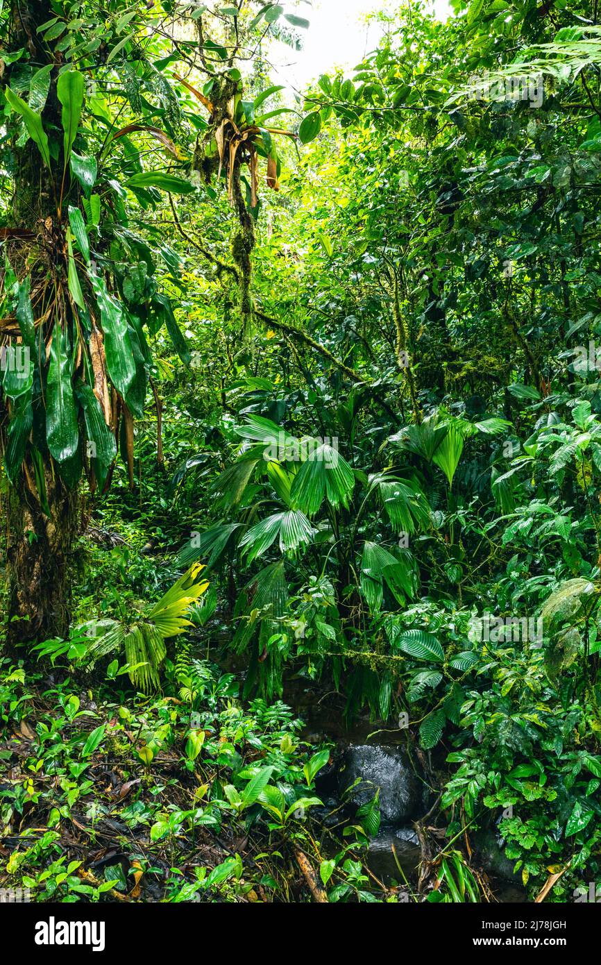 Ecuador Tropical Rainforest. Hiking trail in Amazon Cloud Forest ...